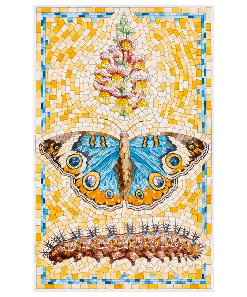 Pomegranate Boxed Notecards - David Cohen Butterflies | The Hamilton ...